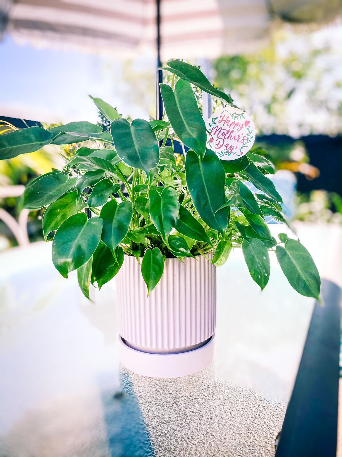 Living Gifts — Territory Gift Baskets